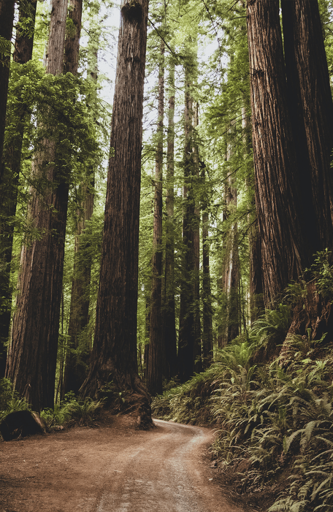 From the Redwood Forest: Conservation & Biodiversity – MEJDI Tours